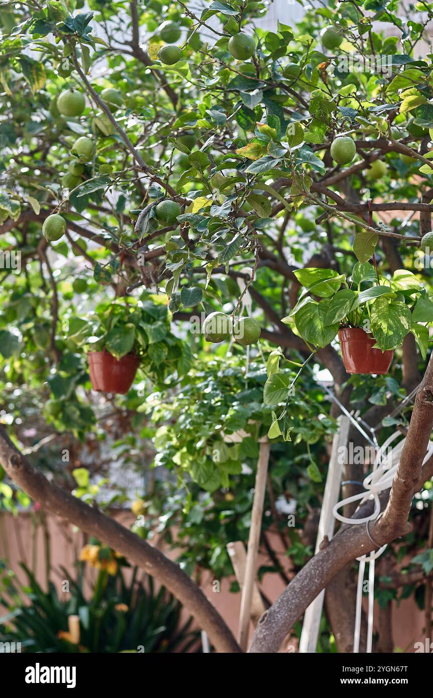 Lemon tree loaded with green and yellow fruits in a sunny garden ...