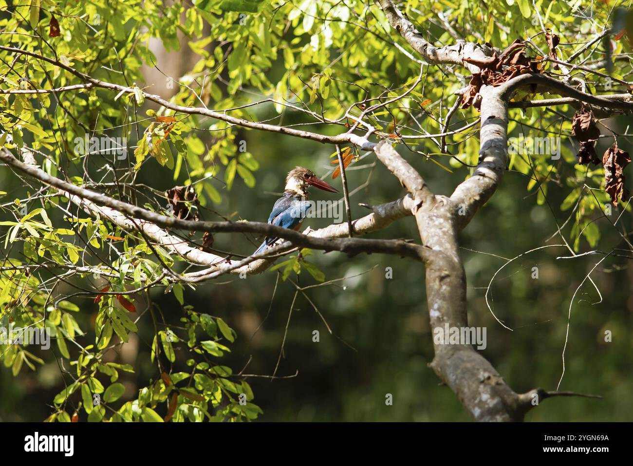 Brown kingfisher or white-throated kingfisher (Halcyon smyrnensis) on a ...