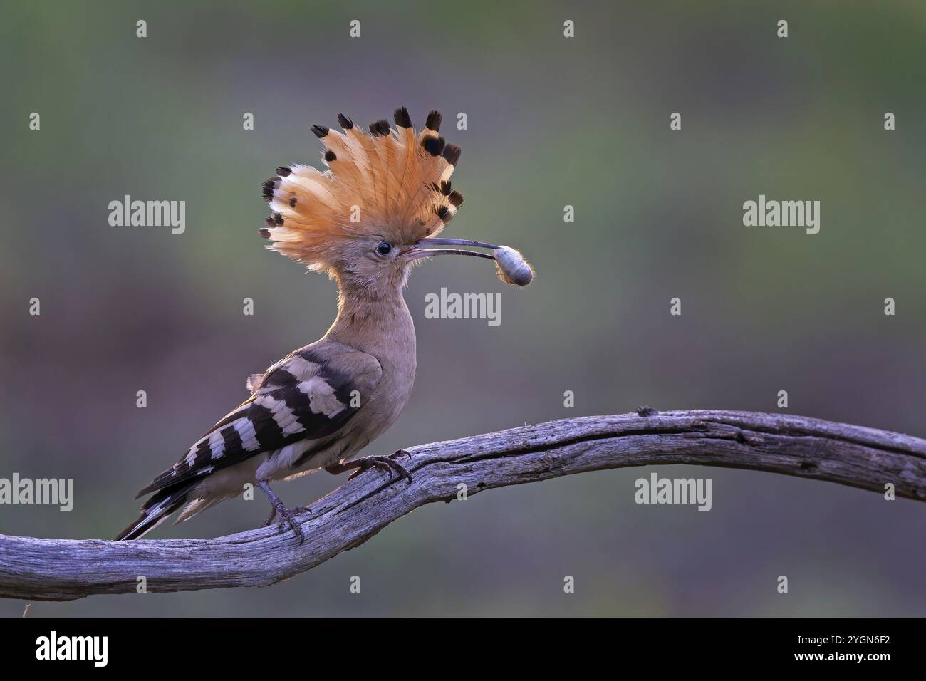 Bird fat reserves hi-res stock photography and images - Alamy