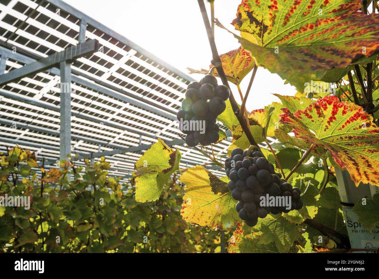 Solar plant in the vineyard, solar cells, solar modules, solar power ...