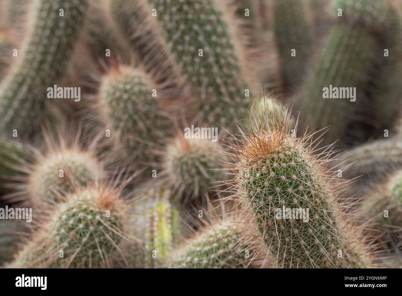 Close-up of the spiny surface of cacti, Echinopsis, Princess of Wales ...