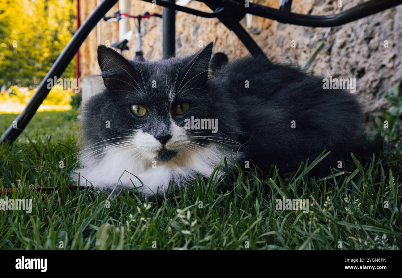 A day full of peace enjoyed by a charming cat girl.Lying down in the ...