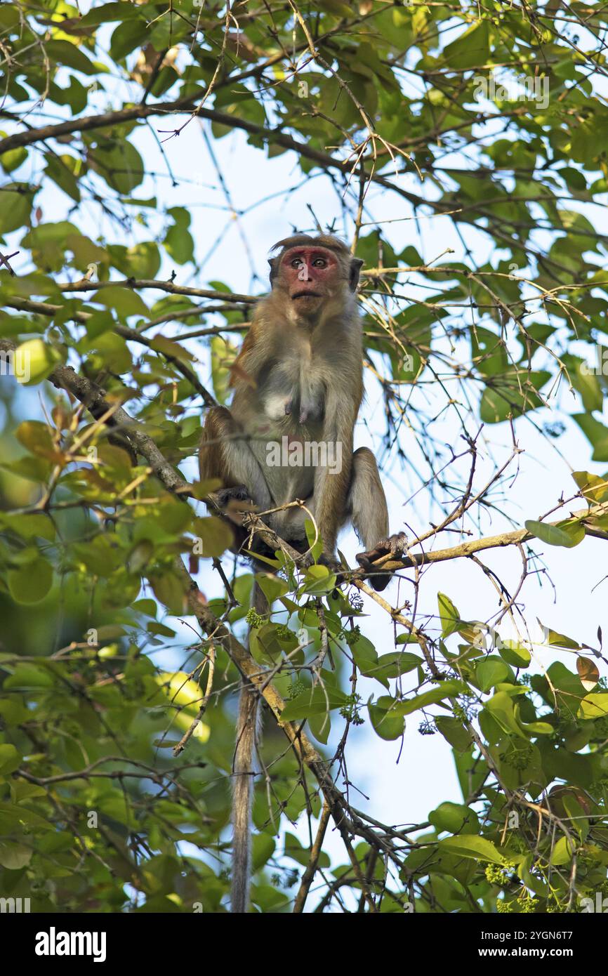 Ceylon hat monkey (Macaca sinica) on a tree, Habarana, Anuradhapura ...