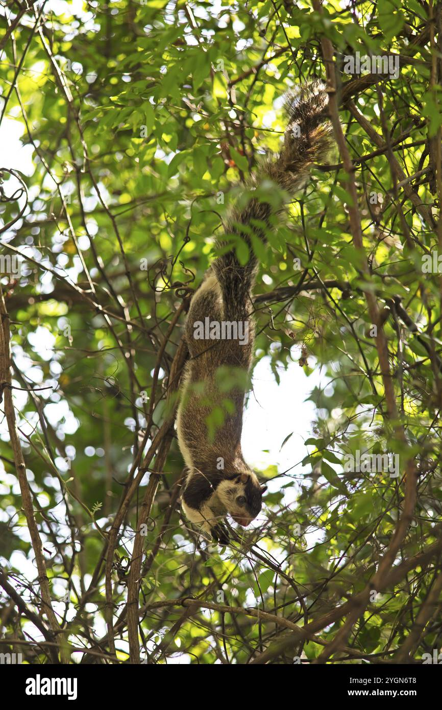 Sri Lanka giant squirrel (Ratufa macroura) upside down on a tree ...