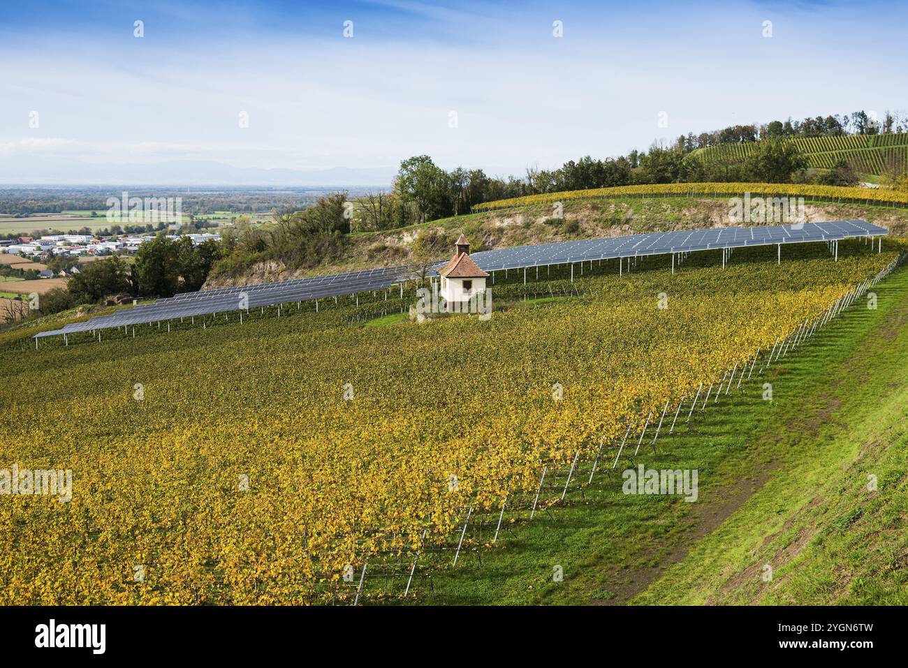 Solar plant in the vineyard, solar cells, solar modules, solar power ...