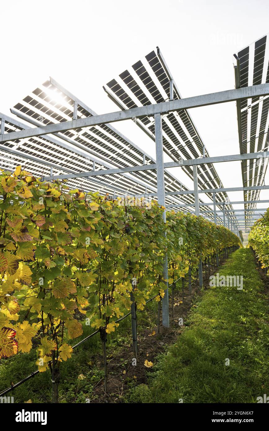Solar plant in the vineyard, solar cells, solar modules, solar power ...