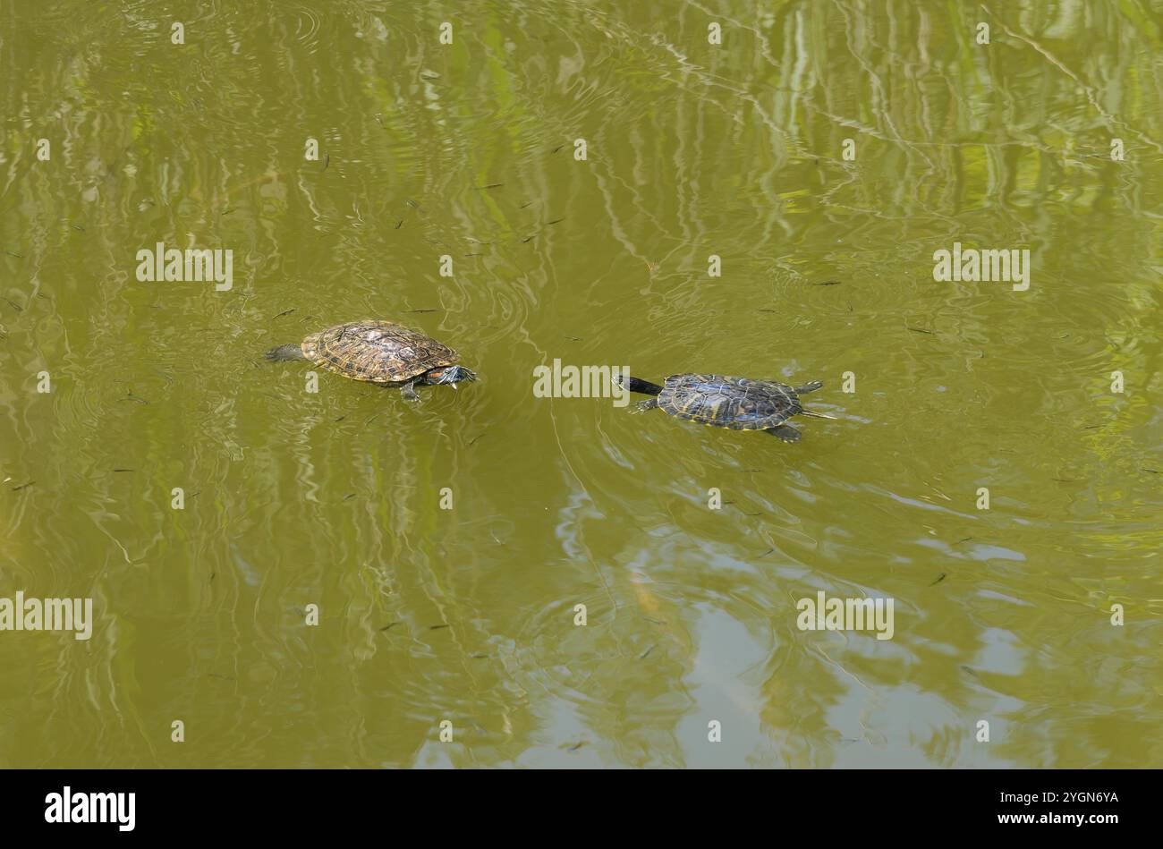 Two turtles swimming side by side in the water, turtles, Caspian turtle ...