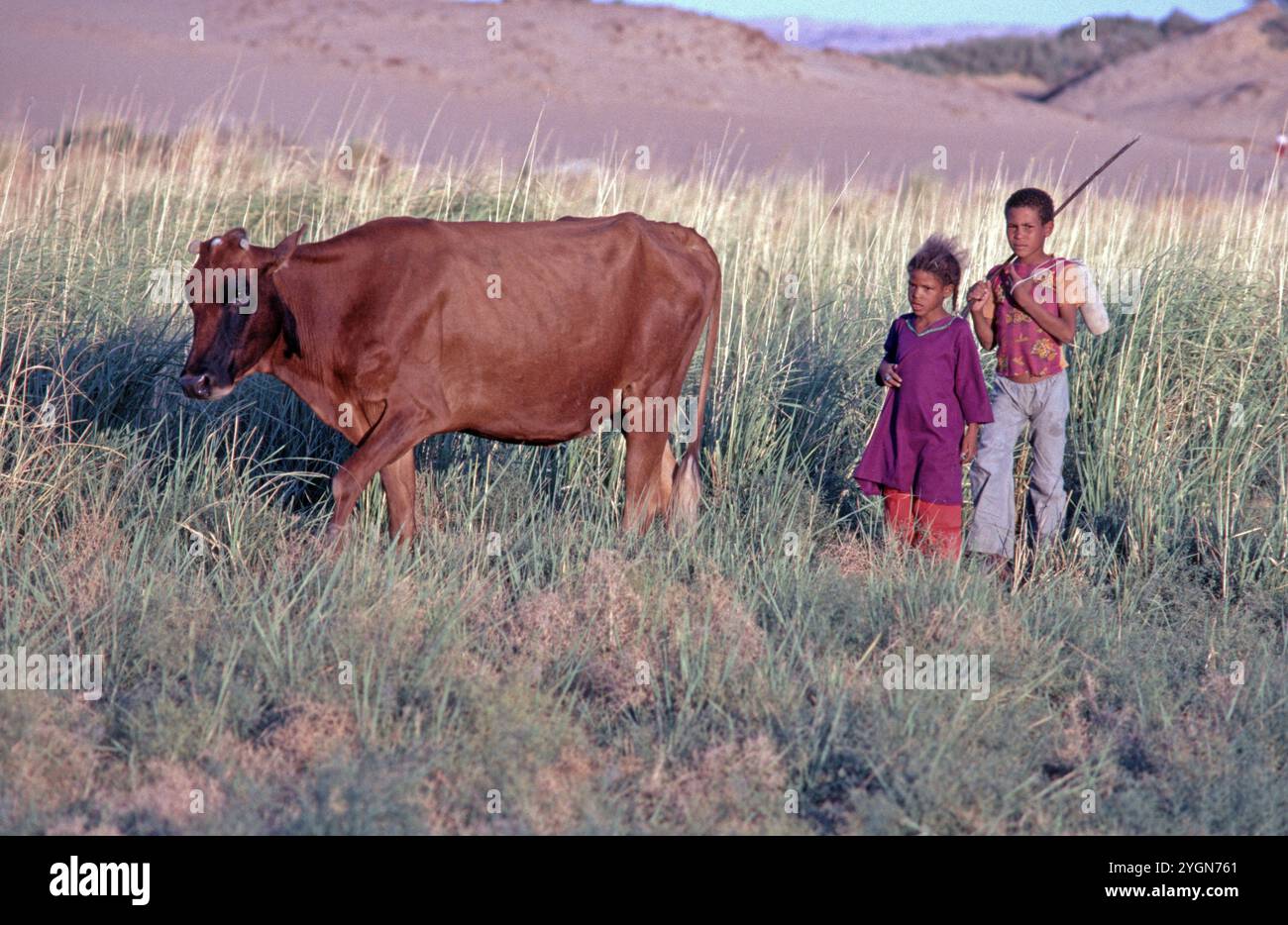 Children returning with a cow, El Heiz oasis, Al-Bahariyya oasis ...