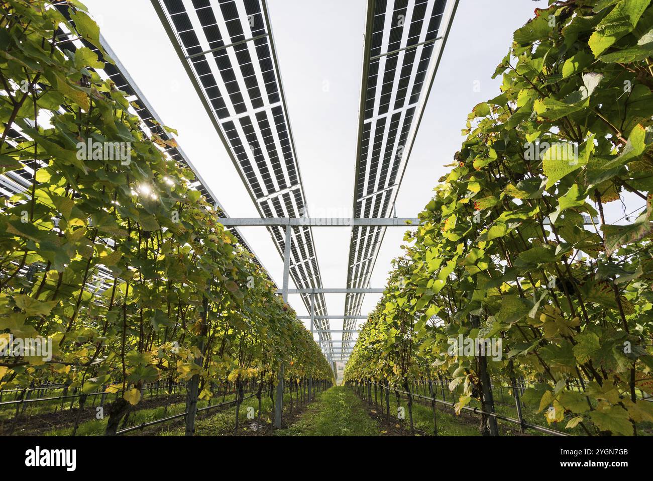 Solar plant in the vineyard, solar cells, solar modules, solar power ...