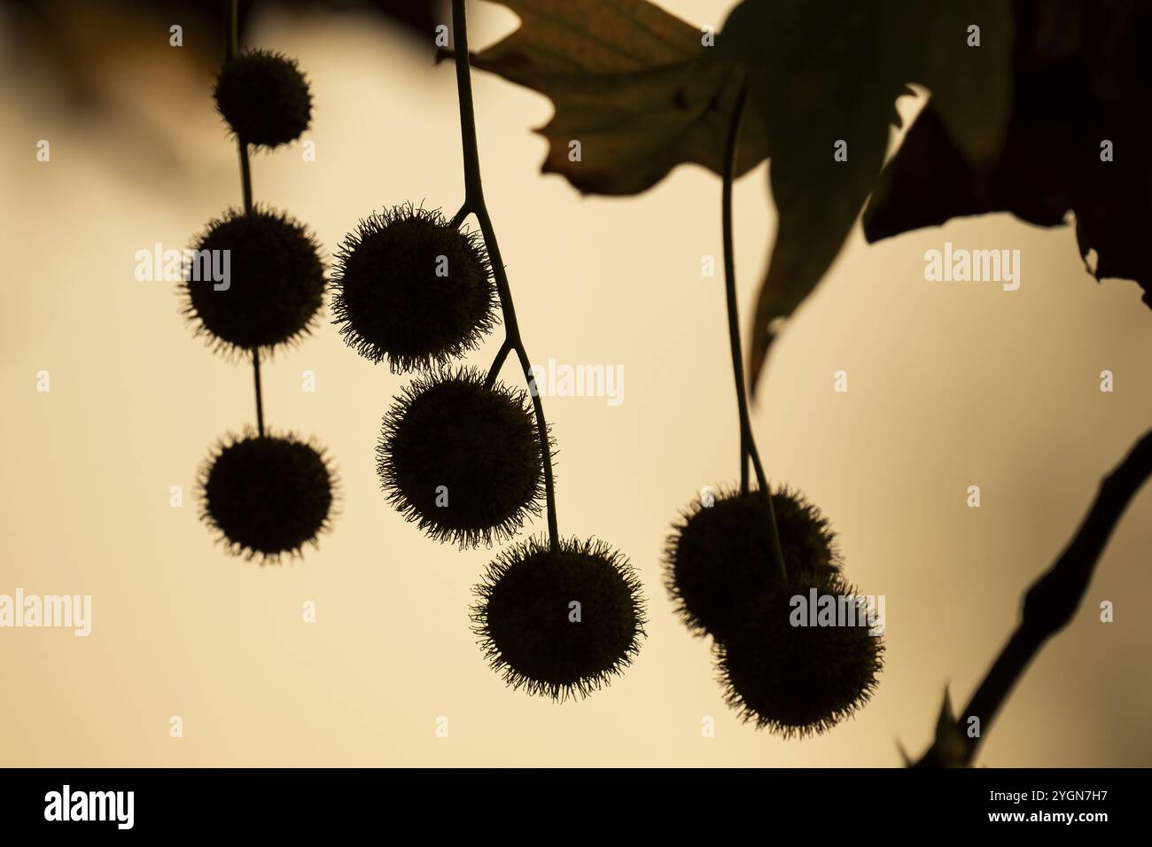 Close up shot backlit plants hi-res stock photography and images - Alamy