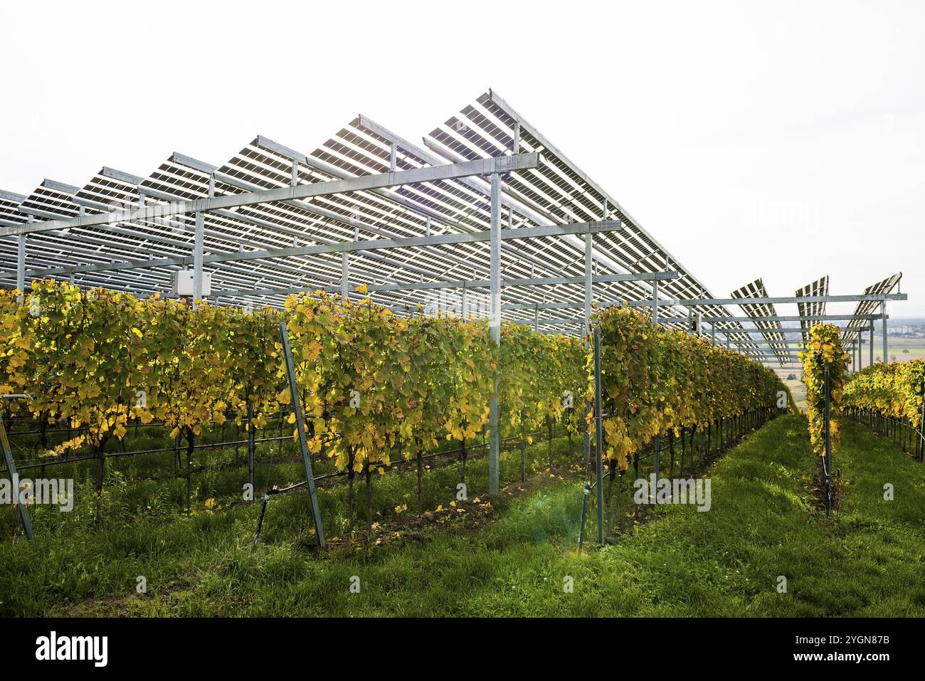 Solar plant in the vineyard, solar cells, solar modules, solar power ...