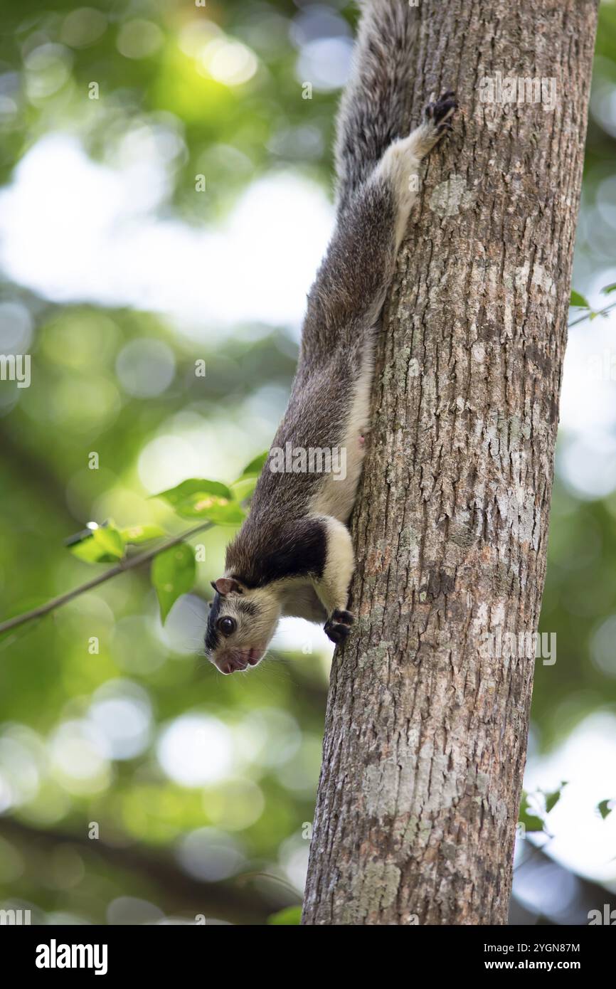 Sri Lanka giant squirrel (Ratufa macroura) upside down on a tree ...