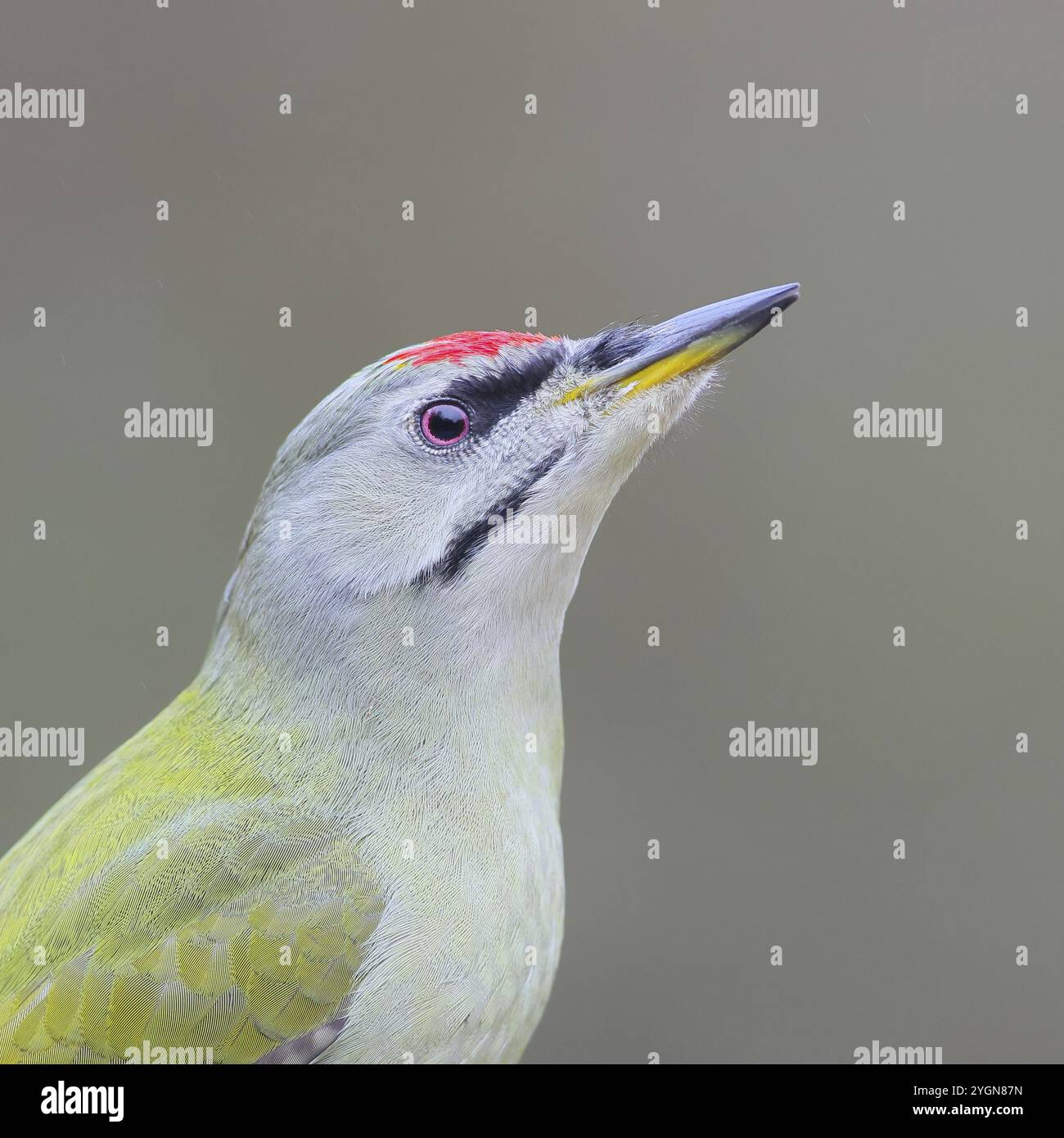 Grey-headed woodpecker (Picus canus), male, portrait, wildlife, nature ...