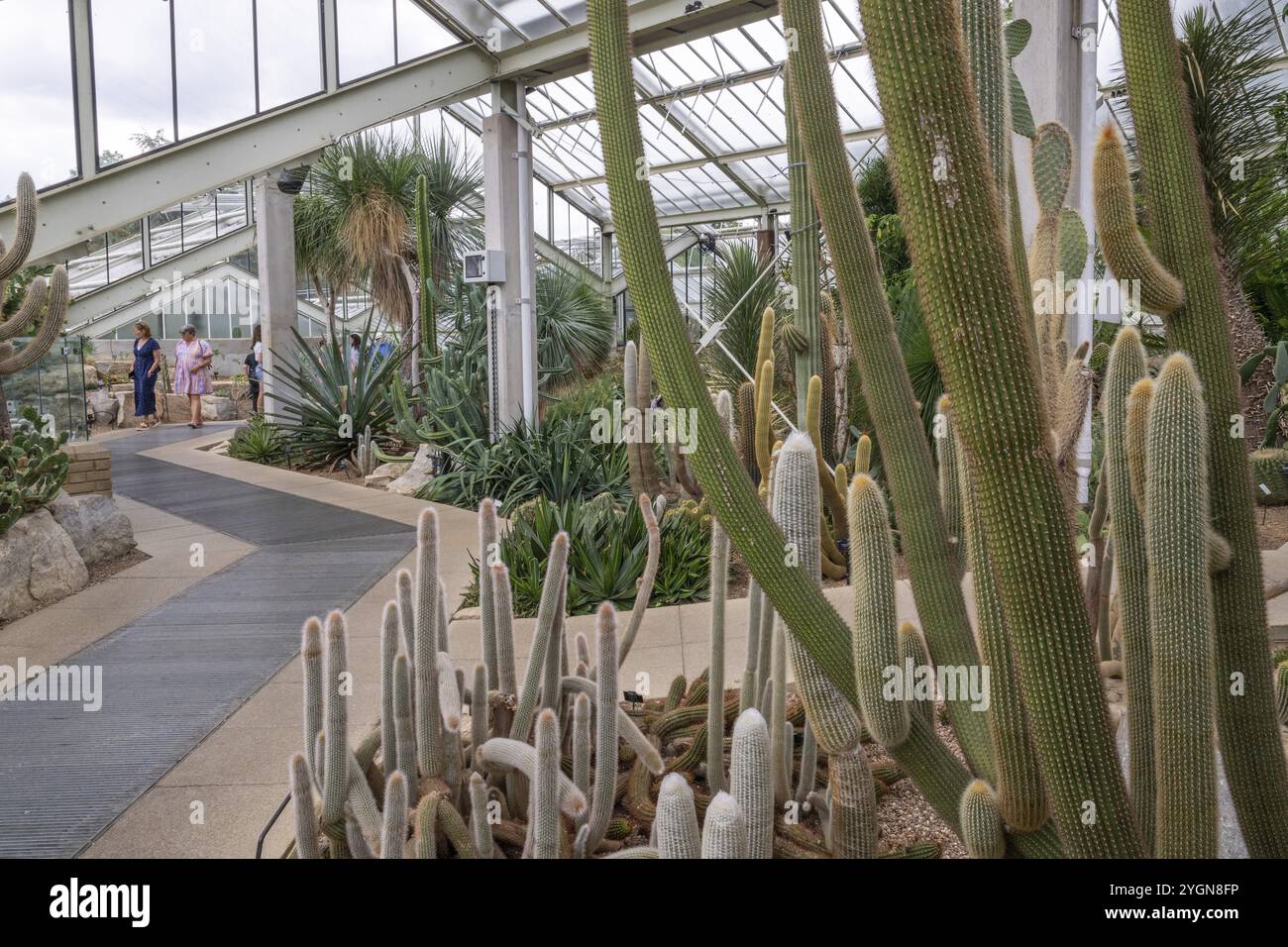 Visitors in the greenhouse surrounded by cacti and other exotic plants, Princess of Wales ...
