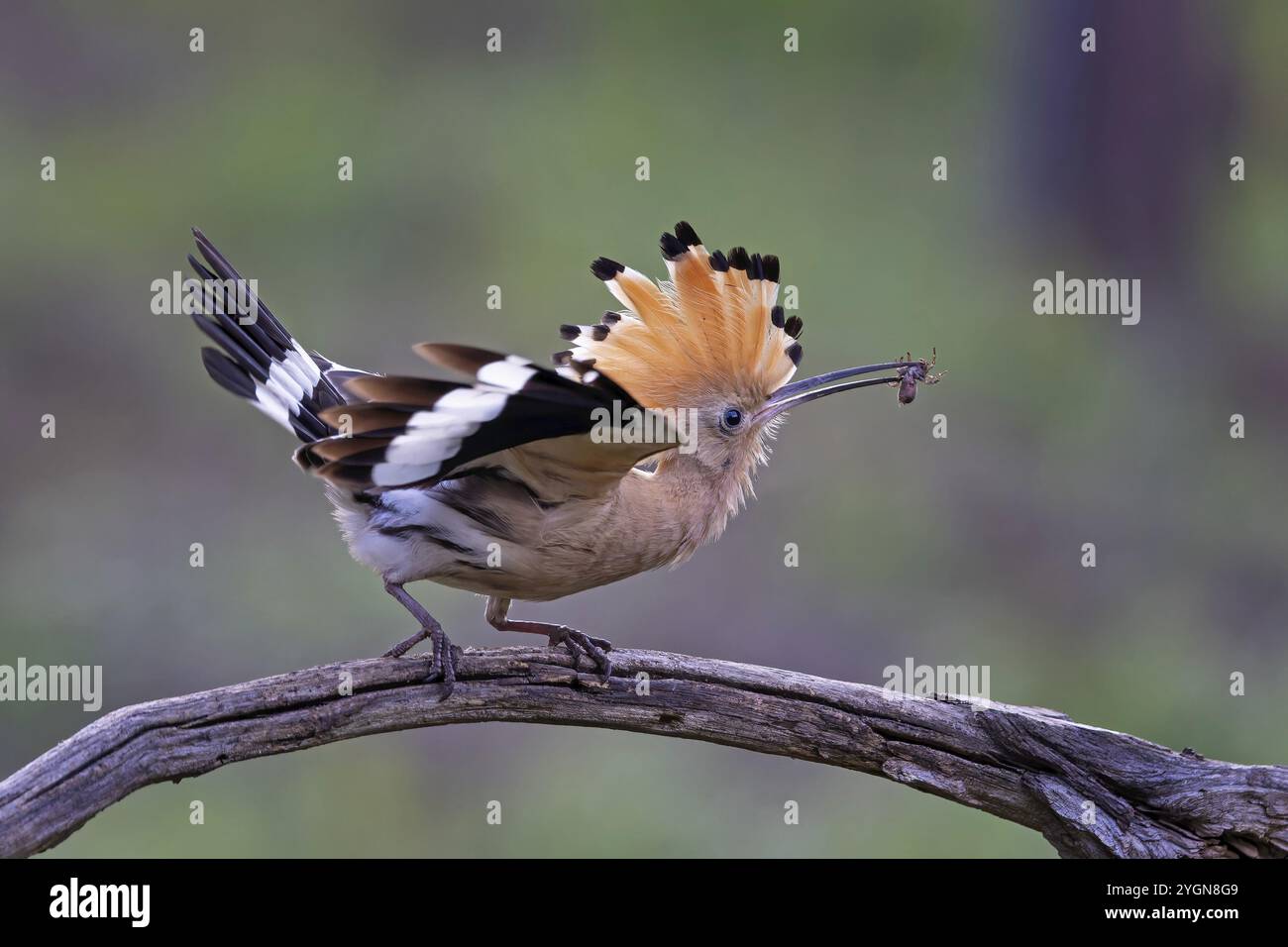 Hoopoe (Upupa epops) Bird of the Year 2022, with spider as prey for the ...