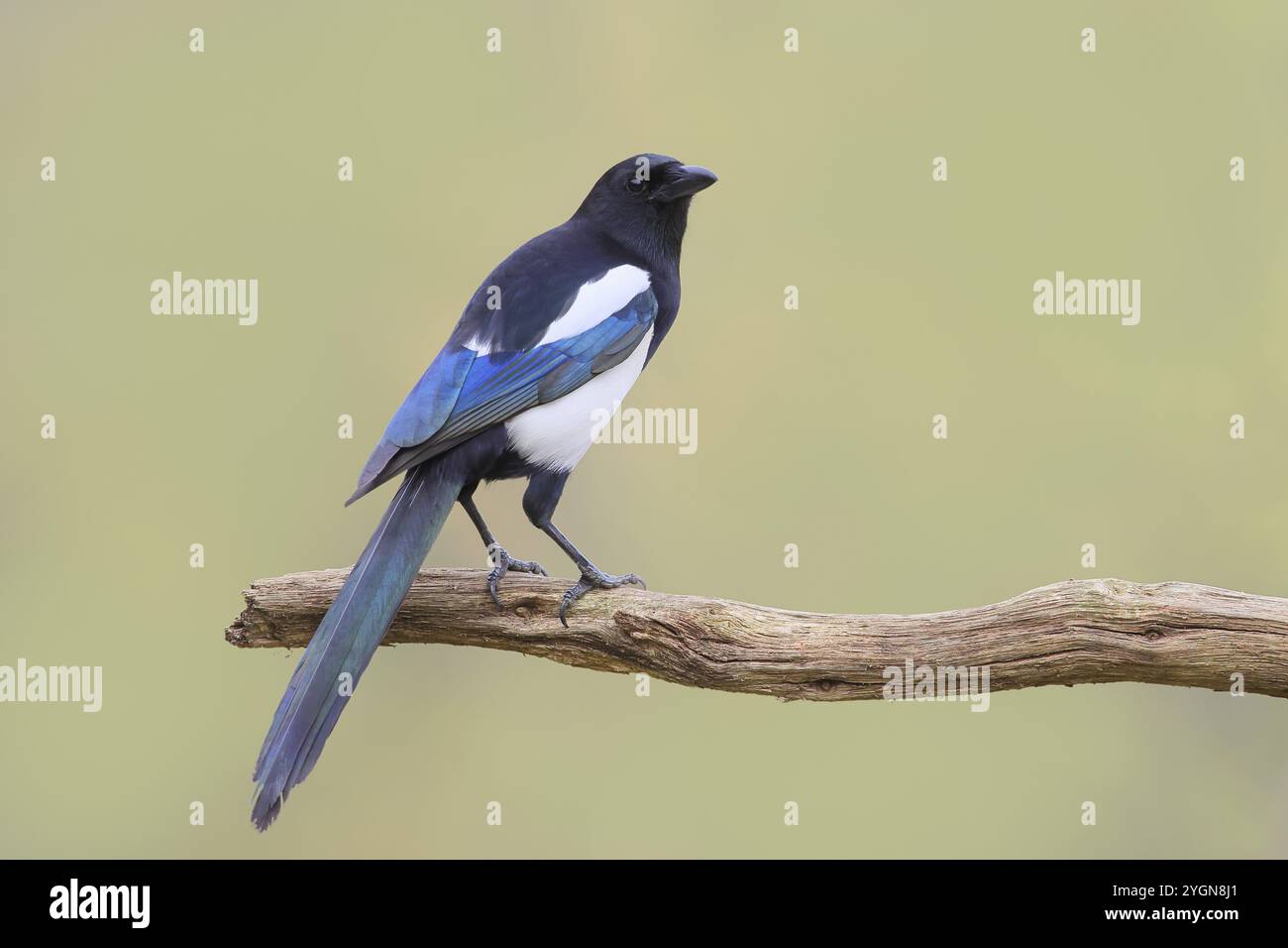 Magpies natural habitat hi-res stock photography and images - Alamy