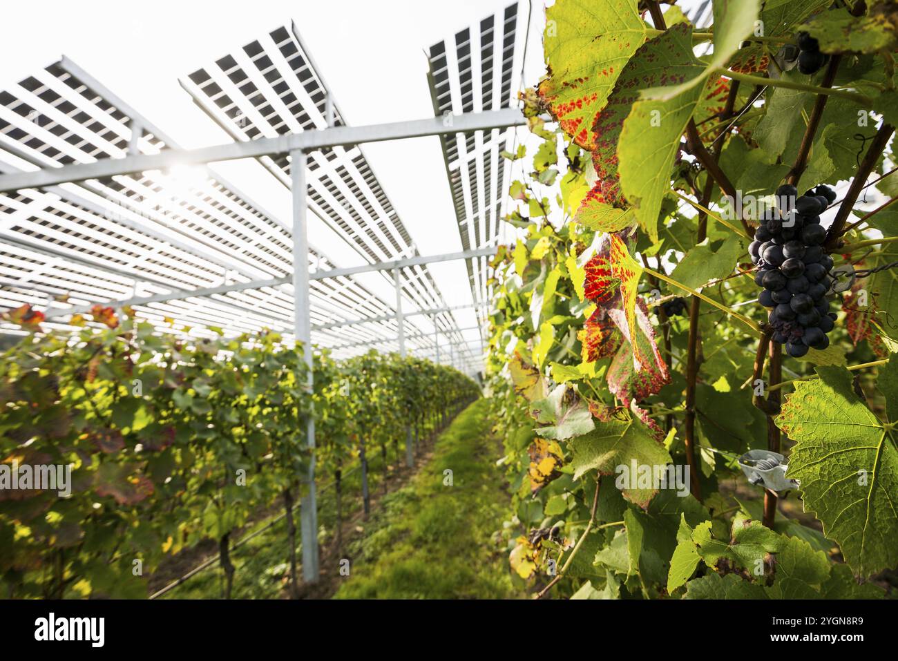 Solar plant in the vineyard, solar cells, solar modules, solar power ...