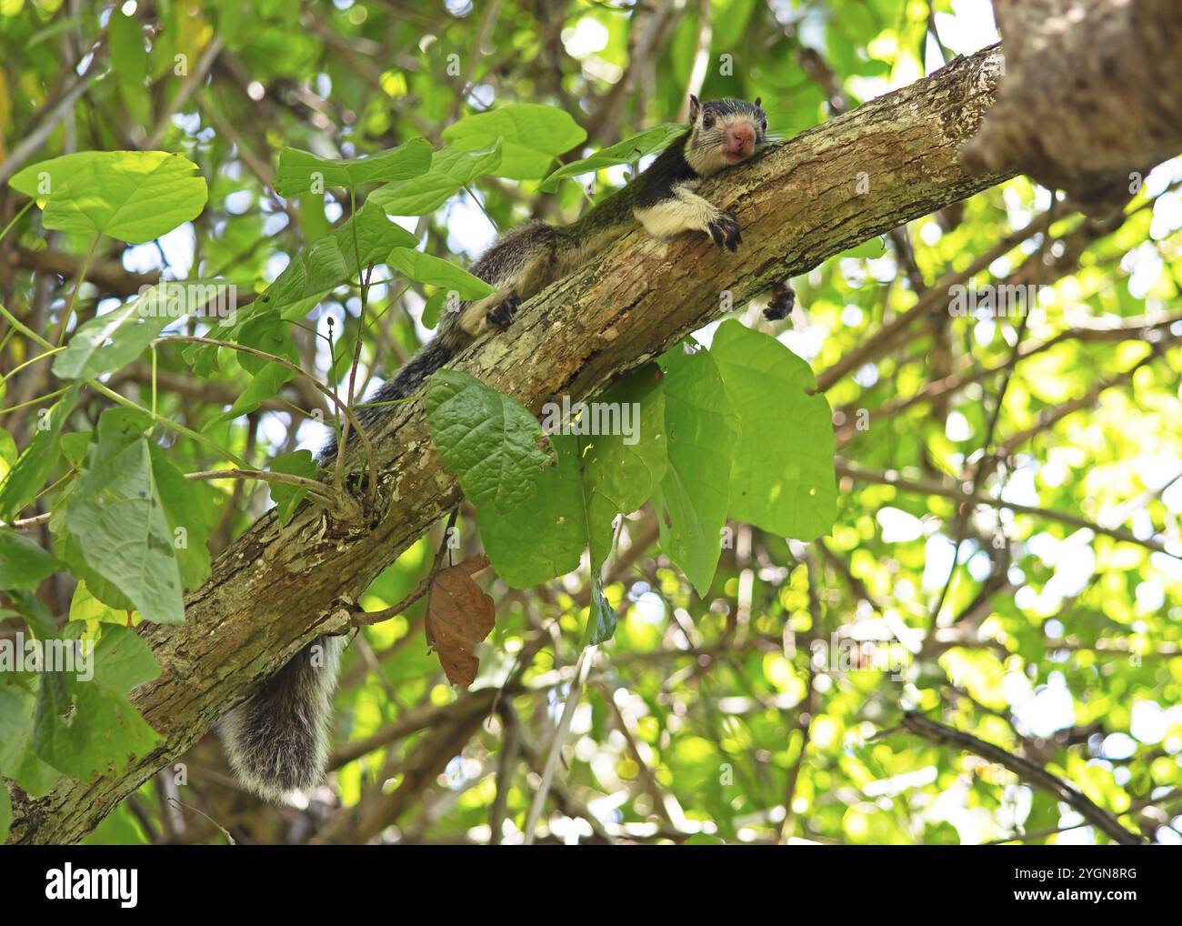 Sri Lanka giant squirrel (Ratufa macroura) on a tree, Habarana ...