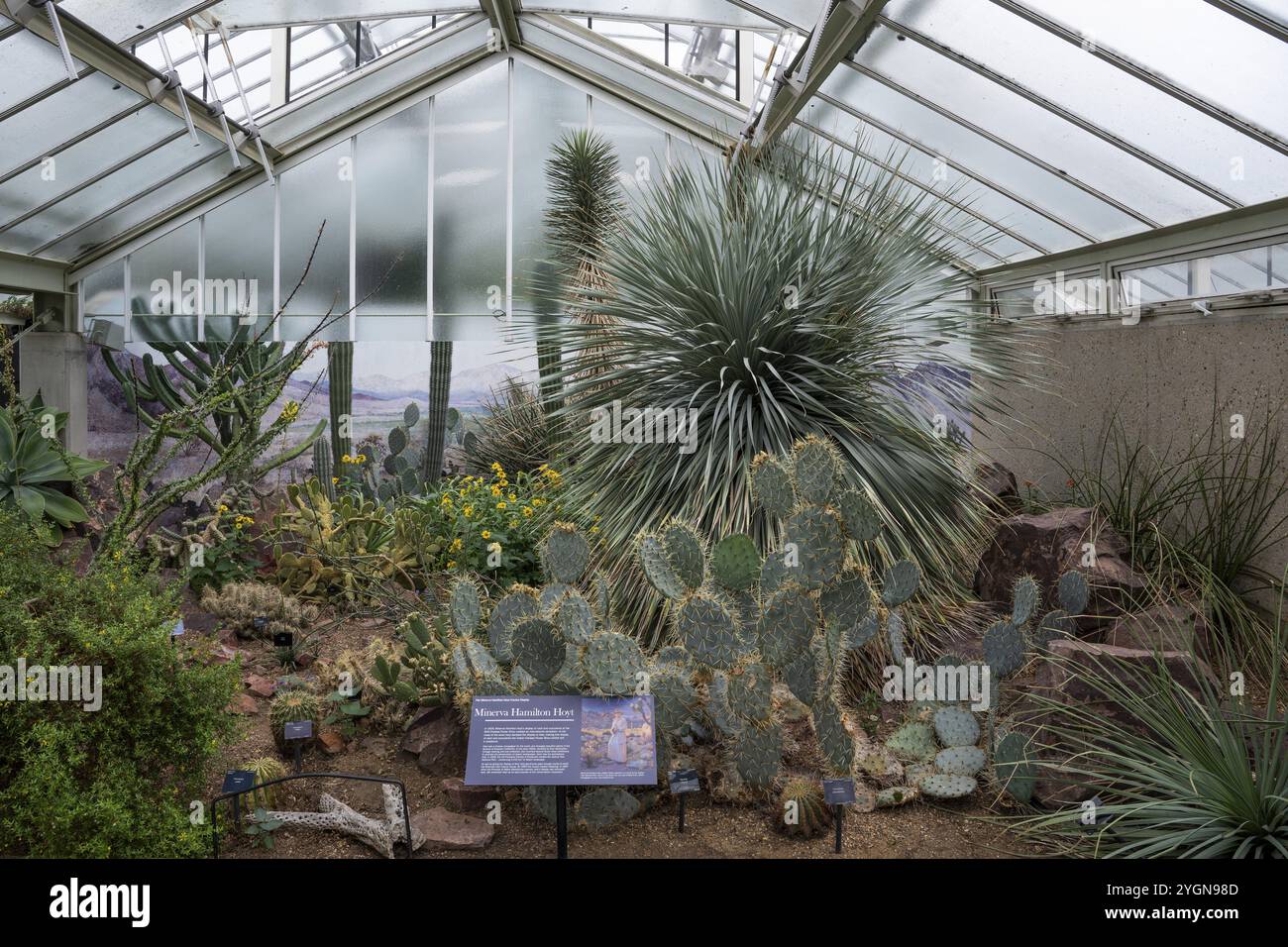 Greenhouse filled with various exotic cacti and succulents, Princess of ...