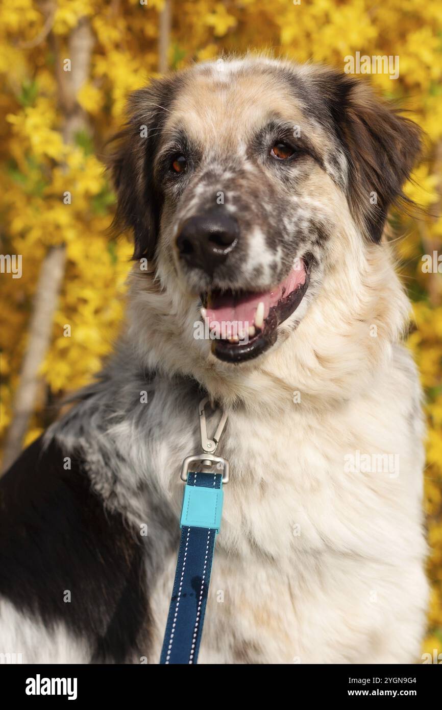 Big fluffy mixed breed dog portrait close-up, yellow flowers background ...