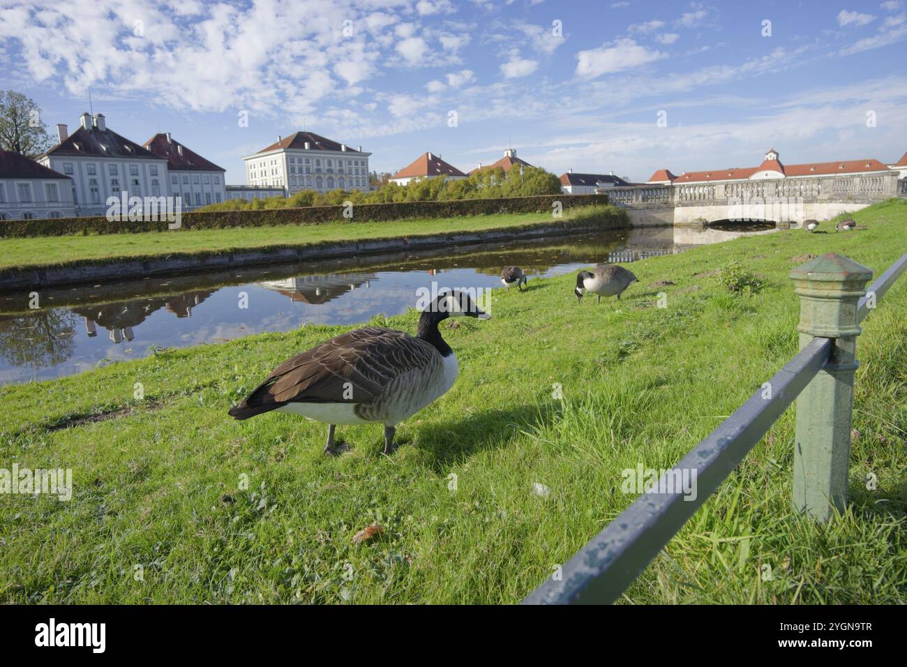 Bavarian wild geese hi-res stock photography and images - Alamy