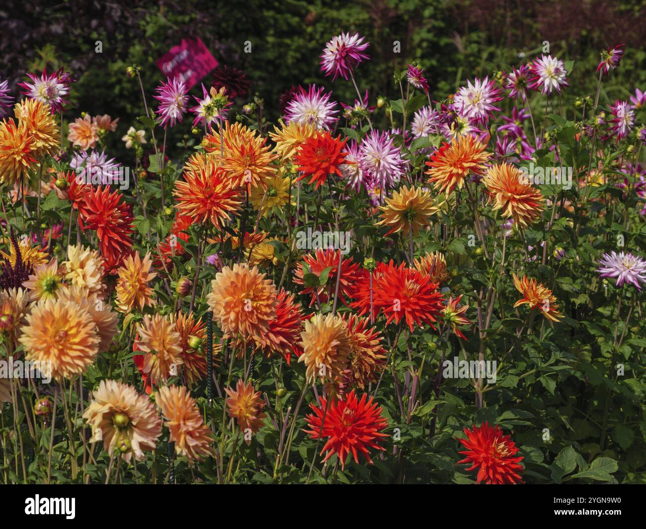 Sunlit dahlias in strong orange and pink colours in the garden, legden ...