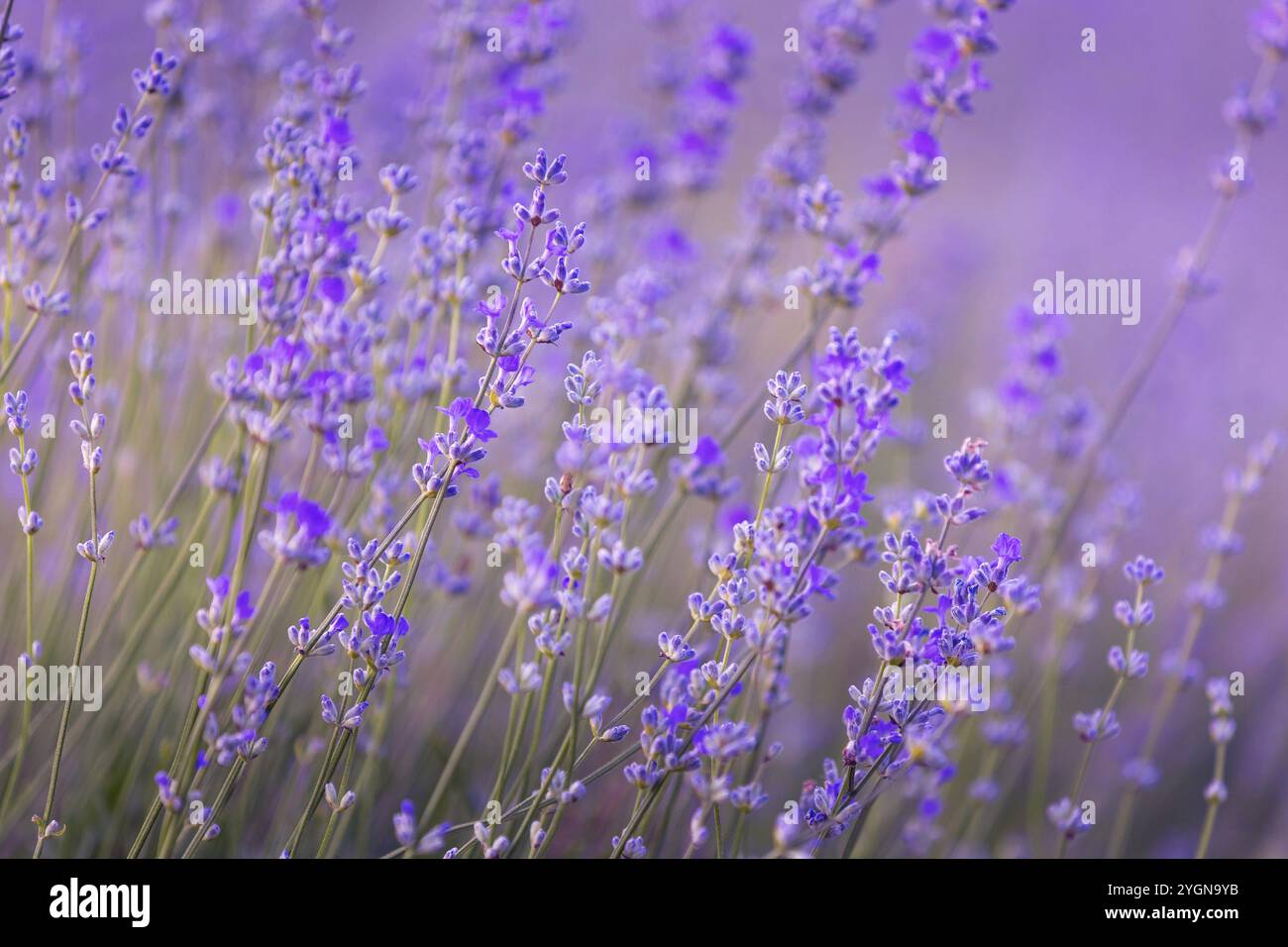 Violet purple lavender field close-up. Flowers in pastel colors at blur ...