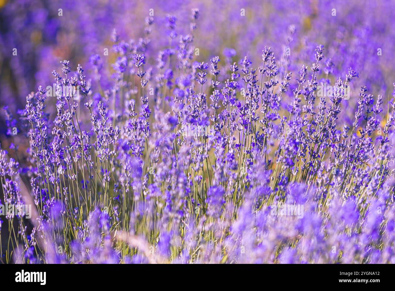 Lavender purple flowers row close-up, summer field Stock Photo - Alamy