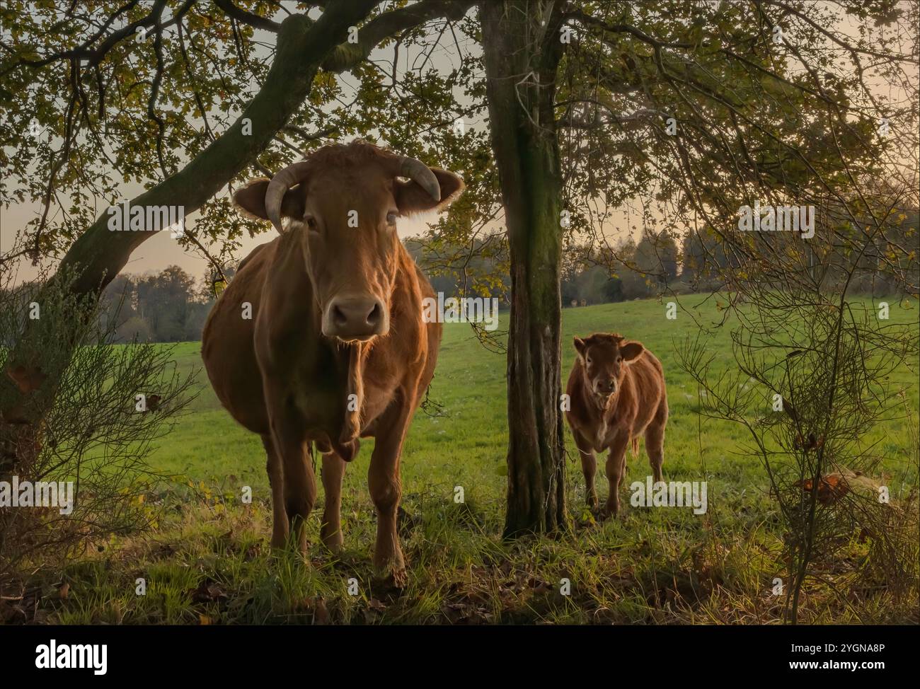 Haute-Vienne, France - November 7th 2024 - Traditional Limousin cow and ...