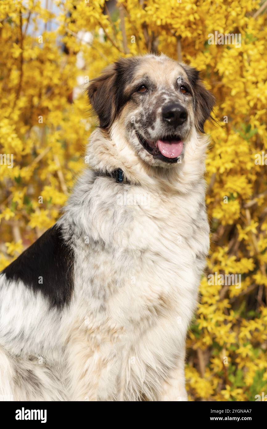 Portrait of big yellow dog hi-res stock photography and images - Alamy