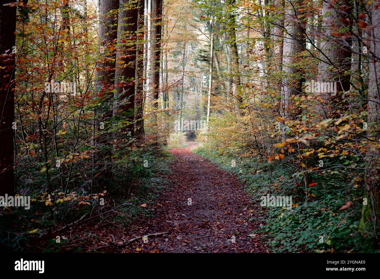 Autumn Woods during October Stock Photo - Alamy