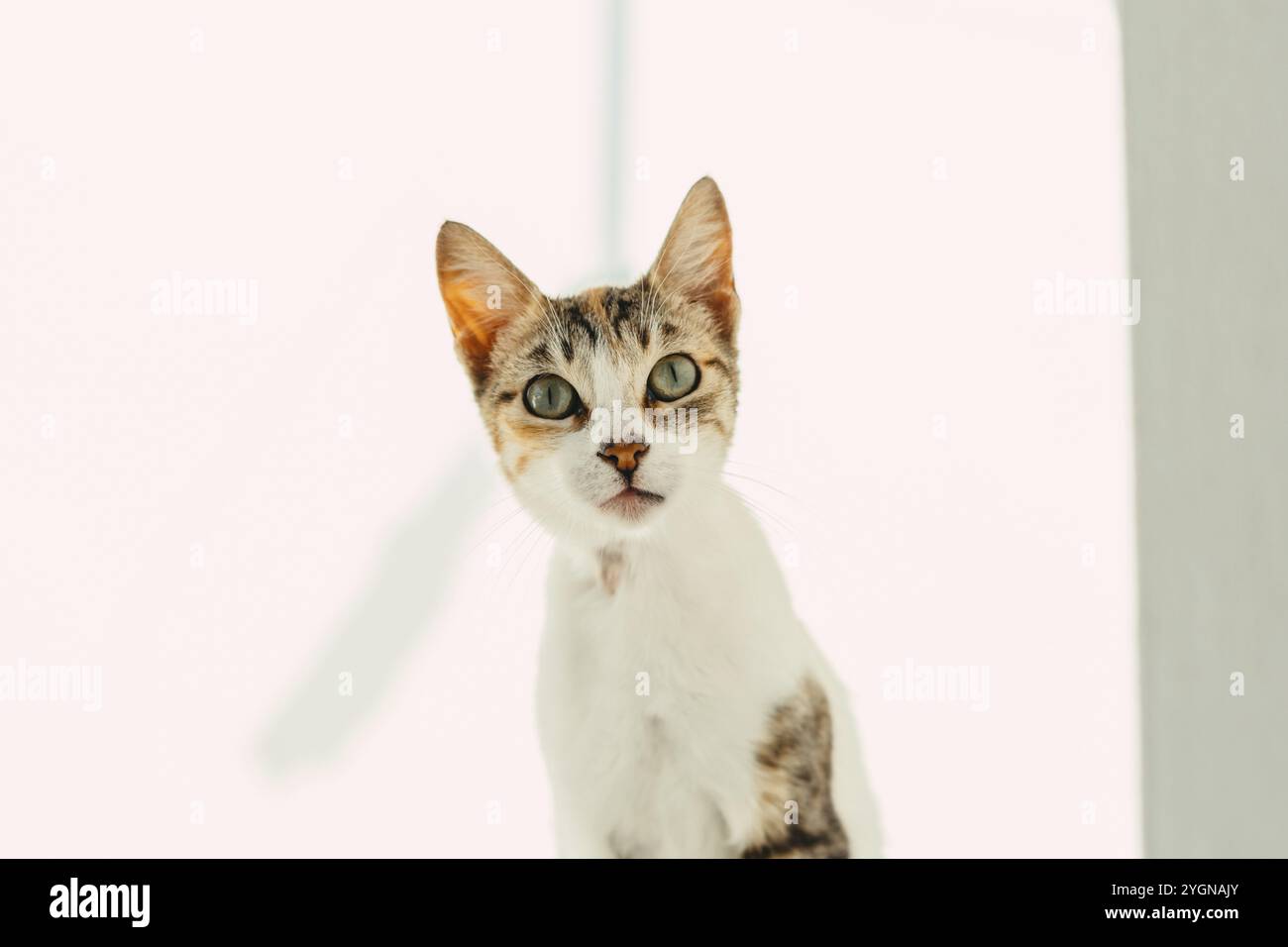 Interested red-white-black cat on a white background Stock Photo - Alamy