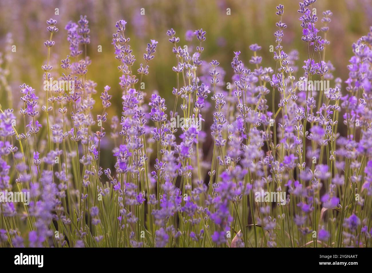 Violet purple lavender field close-up. Flowers in pastel colors at blur ...