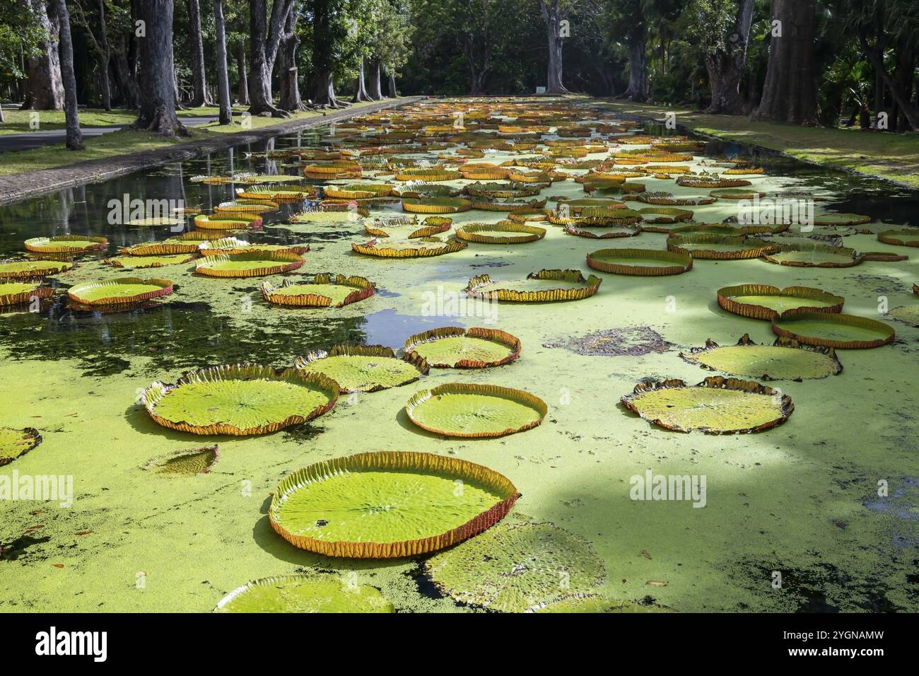 Pond, giant water lilies, Victoria, Victoria plant (Nymphaeaceae), Sir ...