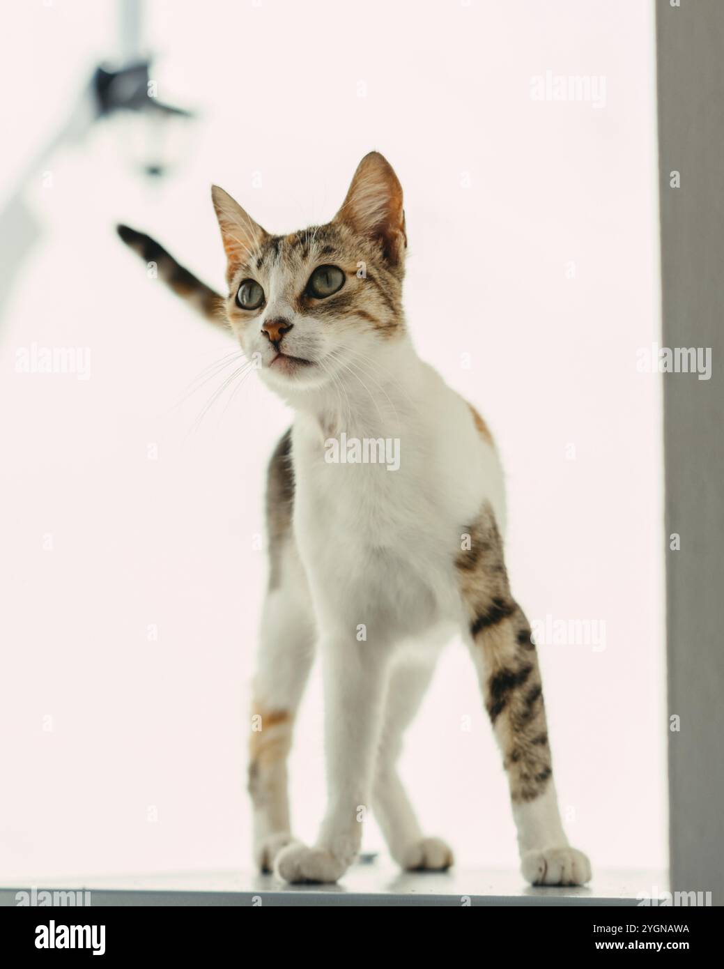 Interested red-white-black cat on a white background, full body view ...