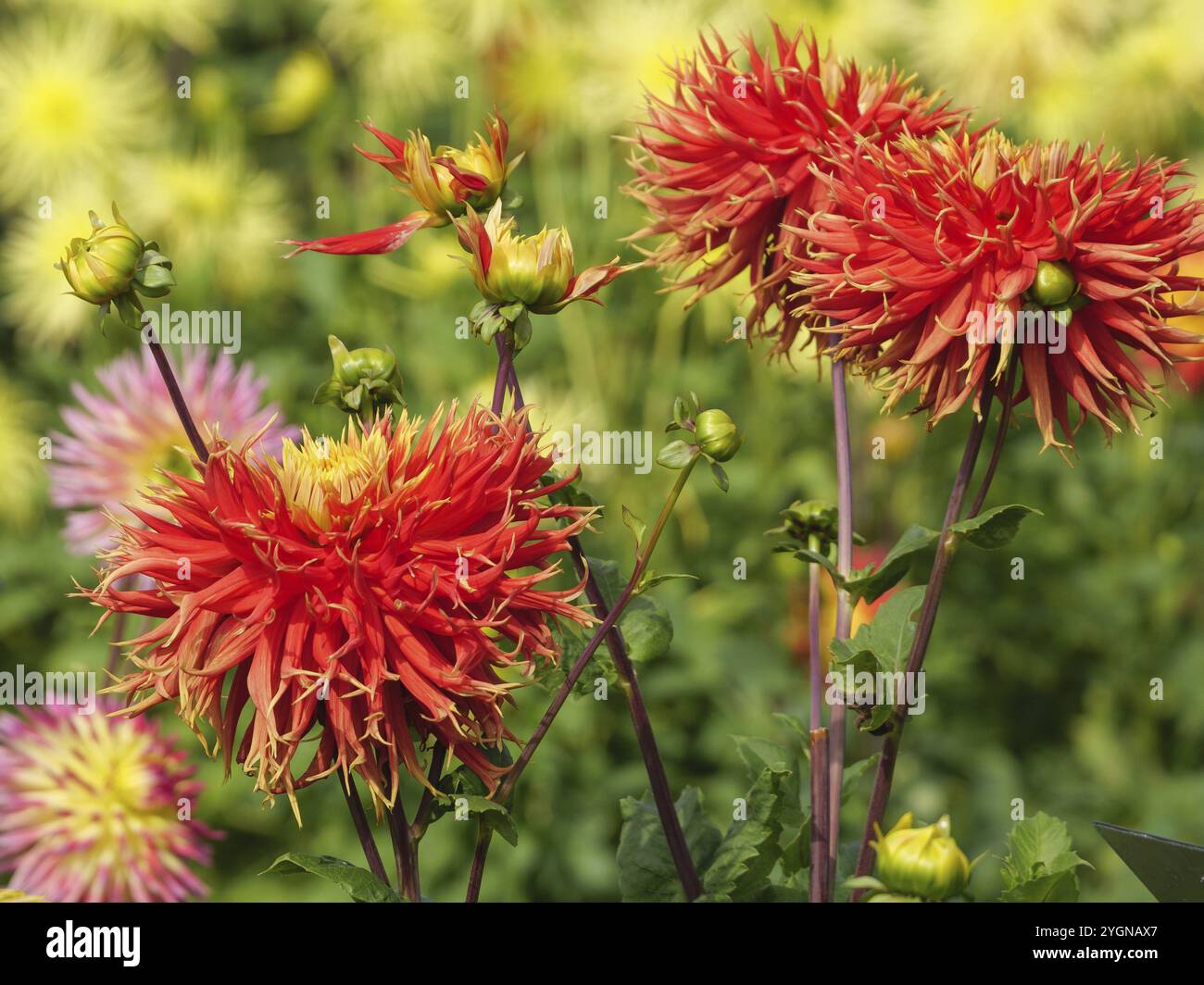 Vivid red dahlias with yellow accents and buds in a garden, legden ...
