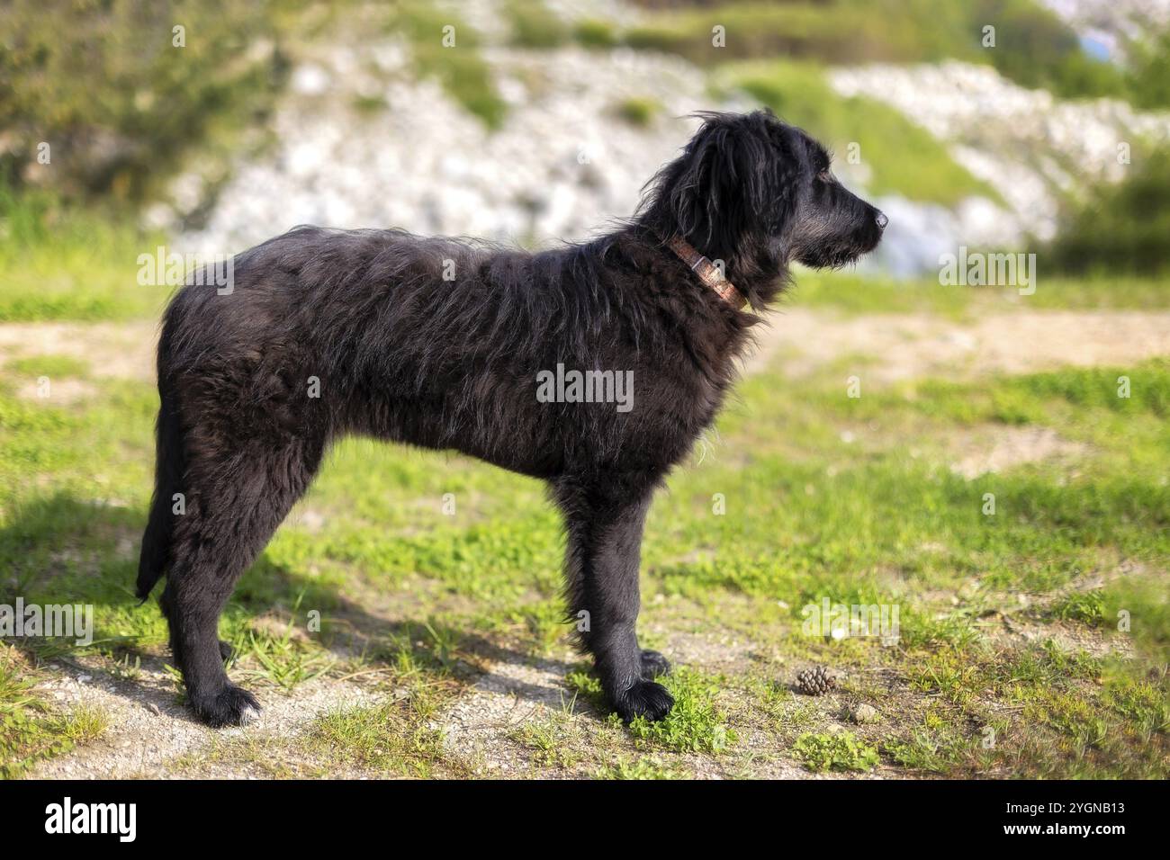 Dog sideways view hi-res stock photography and images - Alamy
