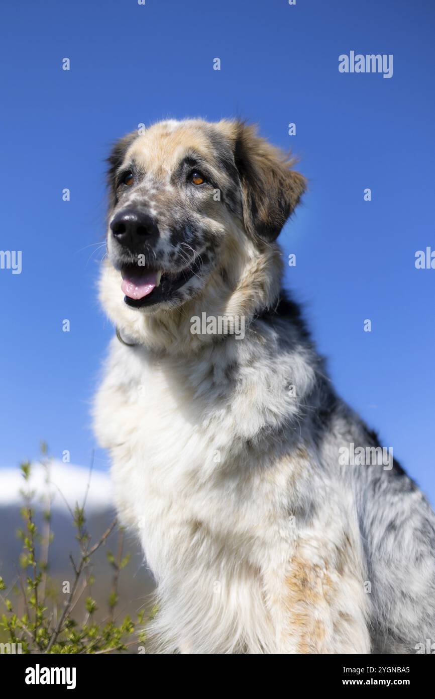 Breed as pets hi-res stock photography and images - Alamy
