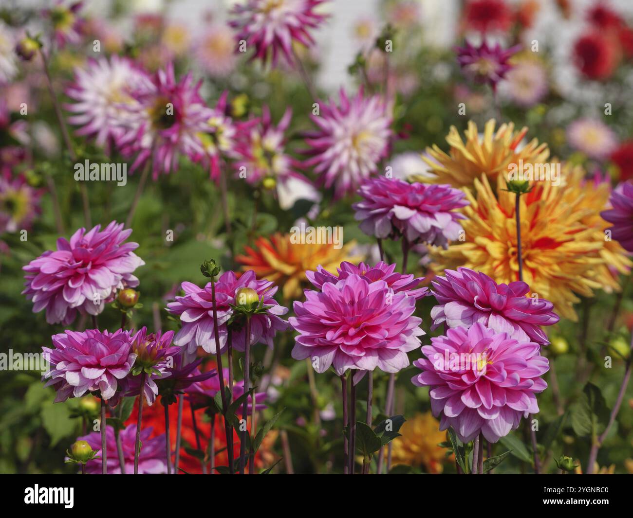 Variety of dahlia flowers in different colours in a blooming summer ...