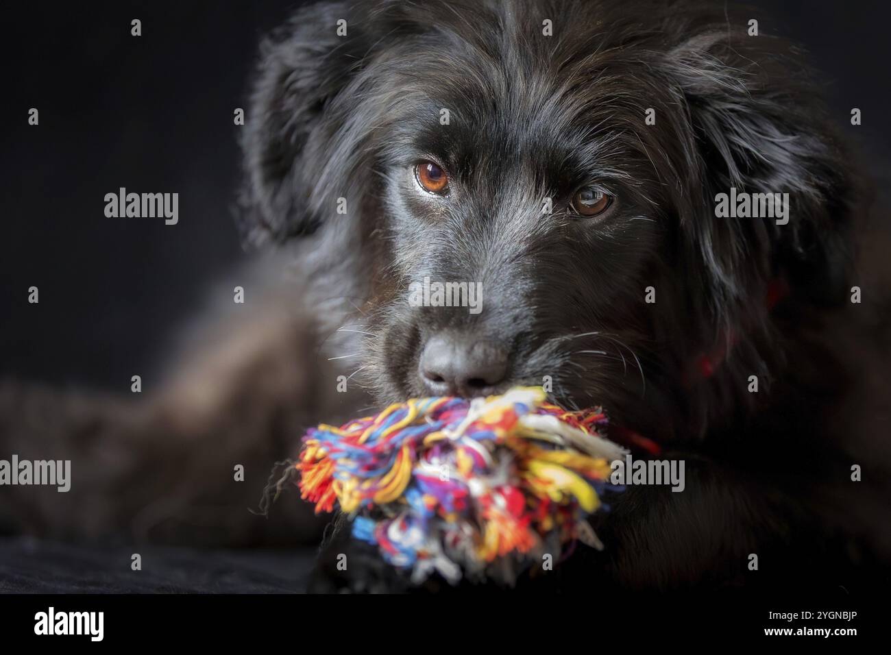 Black dog puppy lying down and chewing knot rope bone toy, portrait on ...
