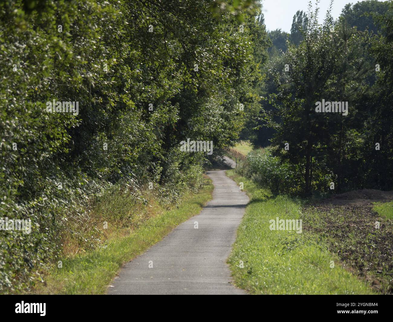 A tarmac path leads through a green, quiet section of forest, barlo ...
