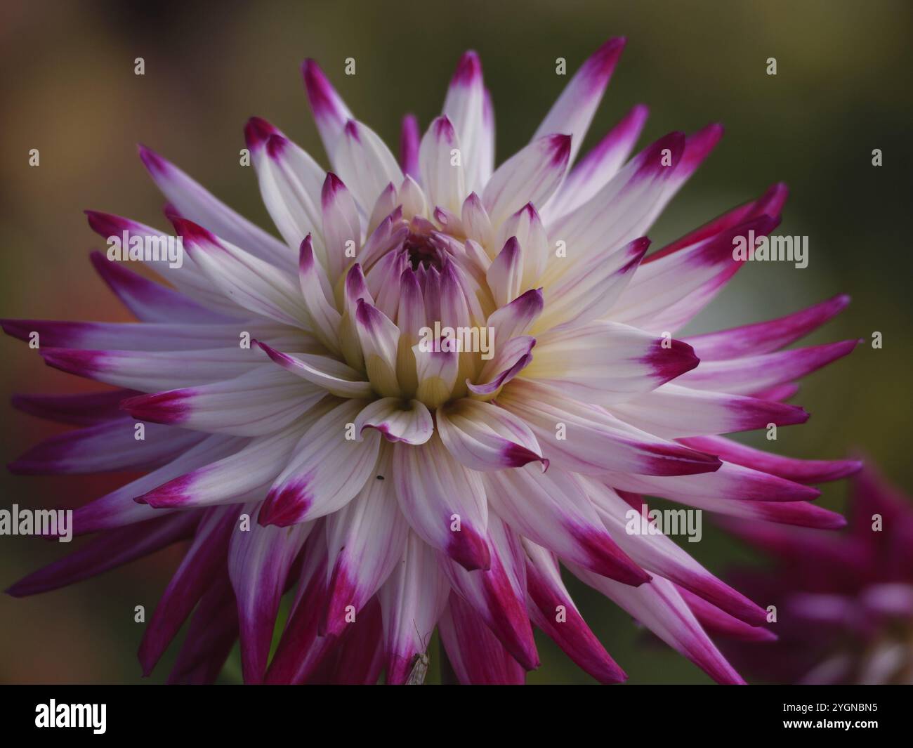 White dahlia blossom with pink tips, beauty of nature captured in ...
