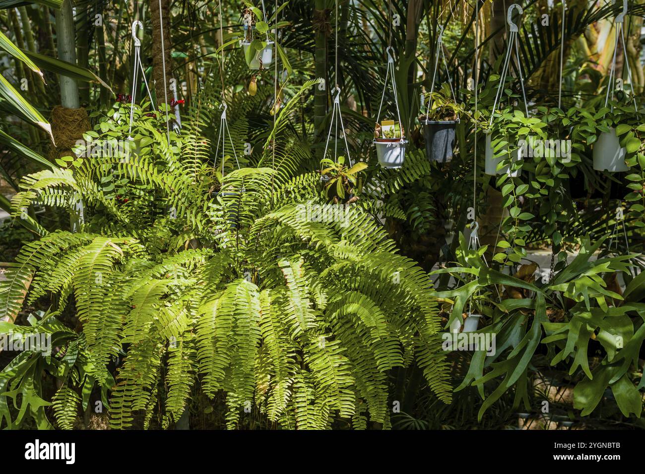 Lush ferns (Nephrolepis exaltata) and various hanging plants thrive in ...