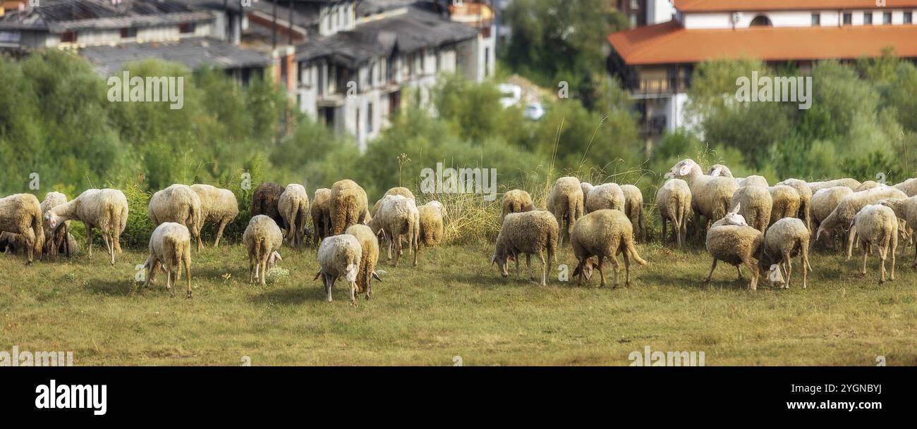 Summer town banner panorama of bulgarian all seasons resort Bansko ...