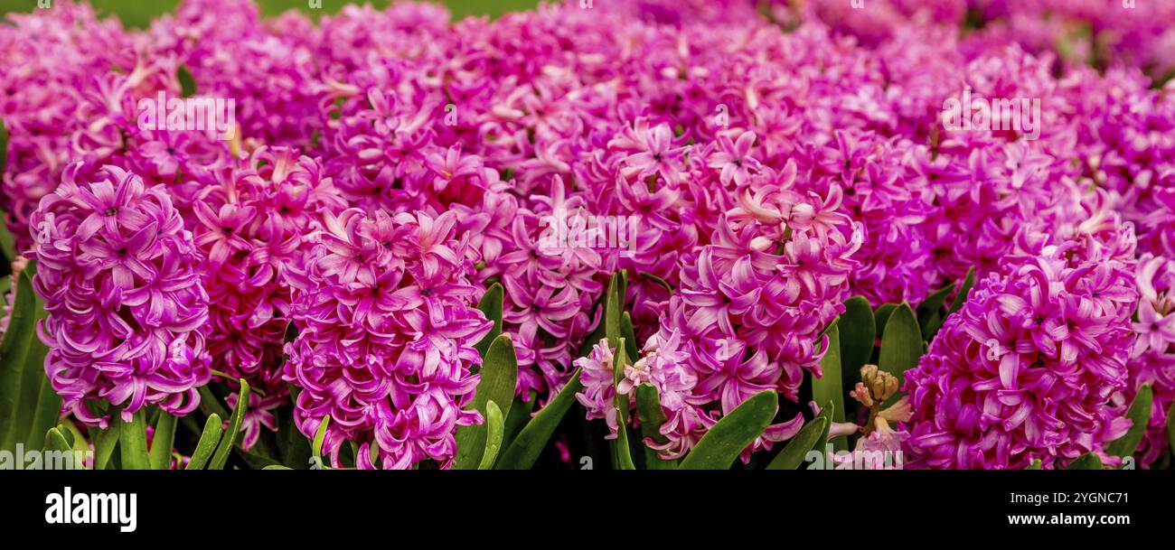Spring background with vibrant pink Hyacinth flowers growing on the ...