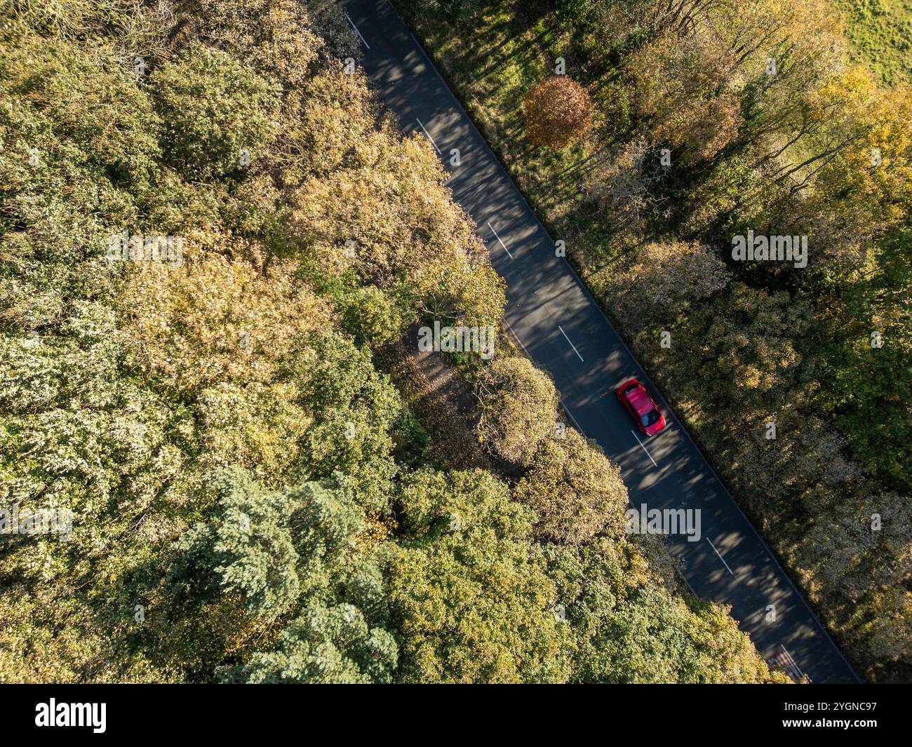 A red car drives along a tree lined road in Autumn, Wirral, England ...