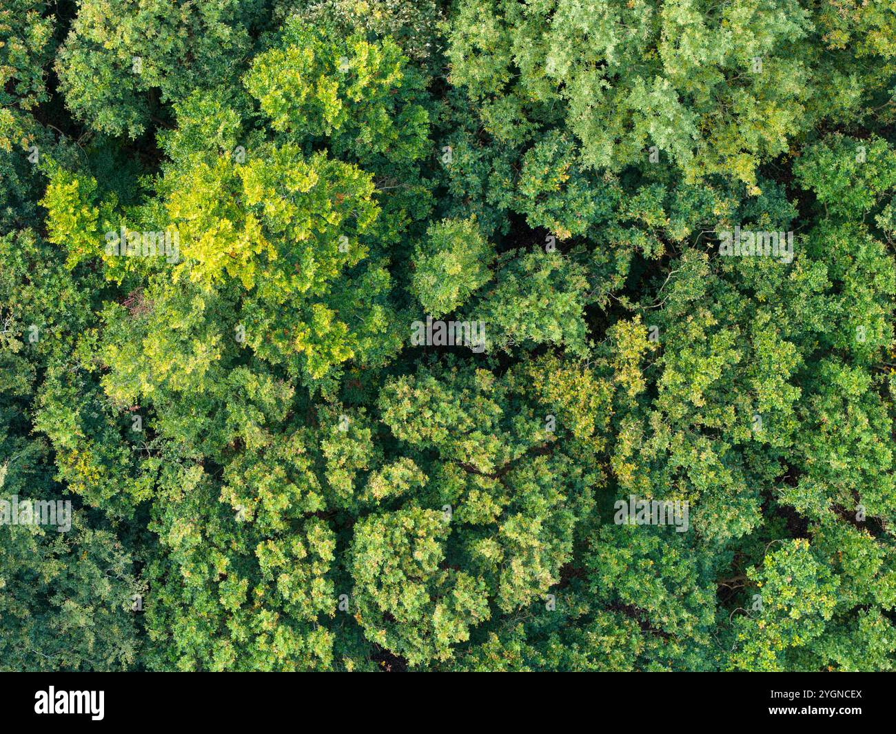 Top down aerial view of deciduous trees in a wood in England Stock ...