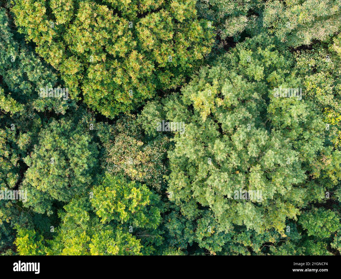 Top down aerial view of Trees in a wood in England Stock Photo - Alamy