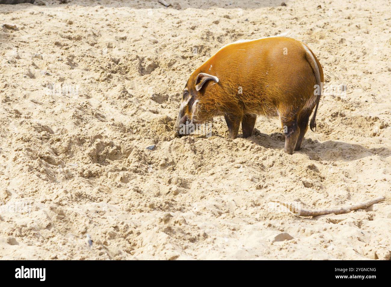 He has an orange color hi-res stock photography and images - Alamy