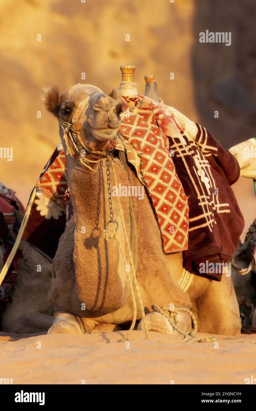 Camel lying down, rest in Jordan desert Wadi Rum, close-up portrait ...